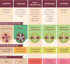OAT Booster Review : Is it the Best OAT Prep in 2025? – Digital Vaults