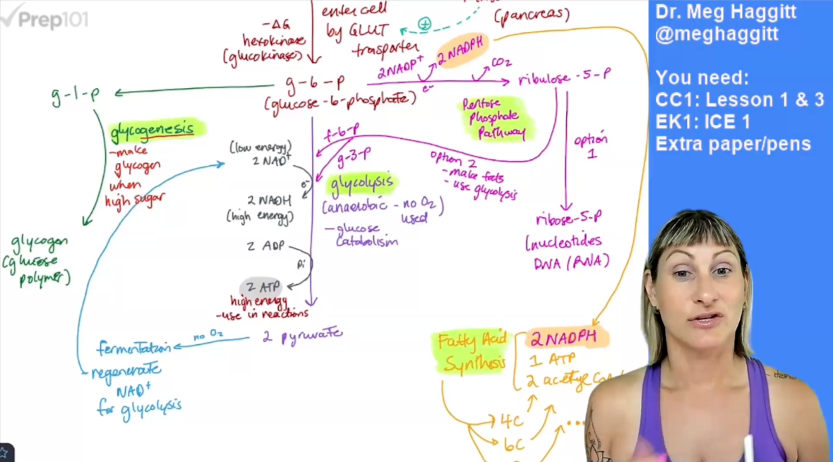 Prep101 MCAT Review 2024 : Is its Live Tutoring Worth the Price ...